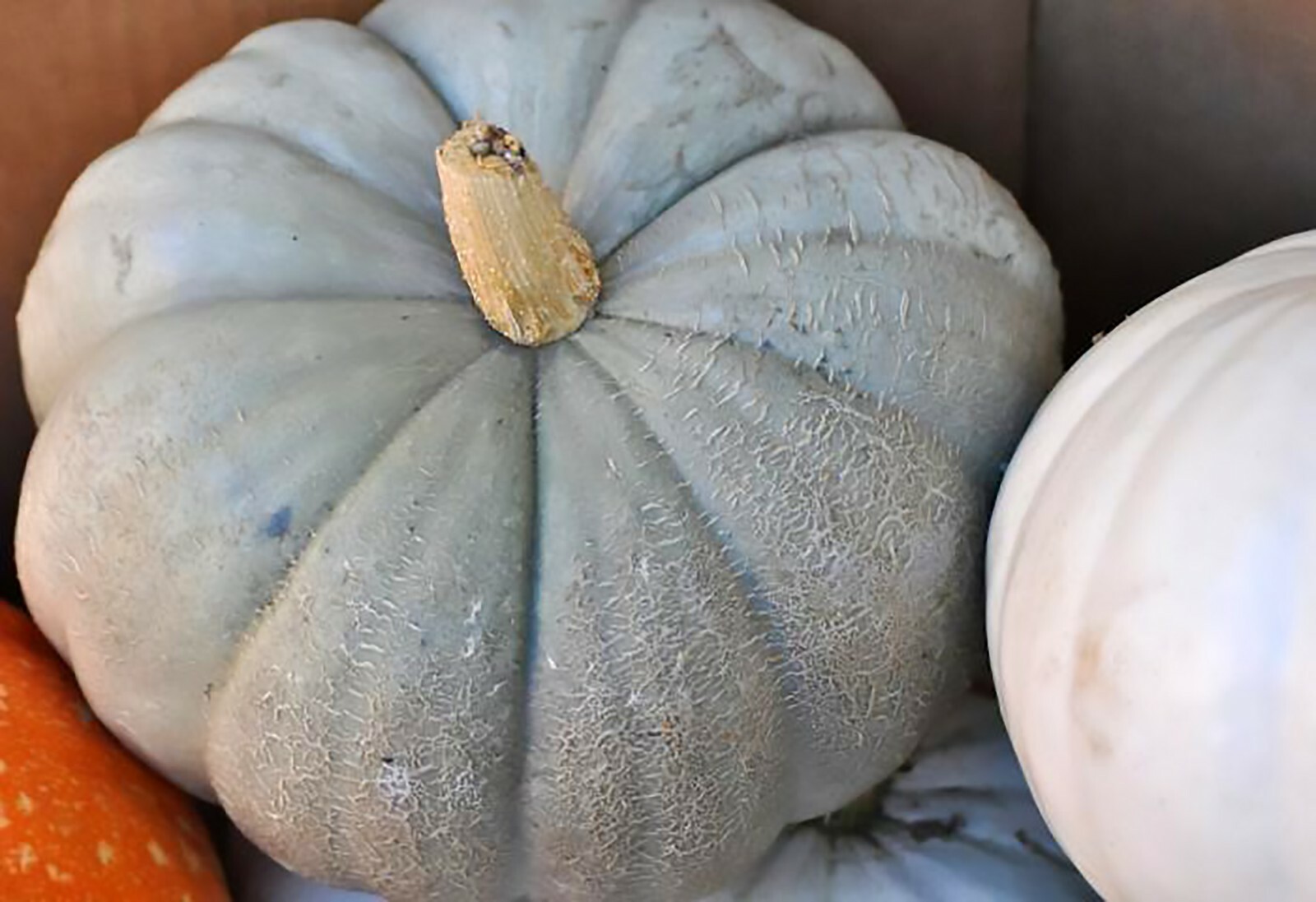 Jarrahdale Blue Pumpkin, Cucurbita maxima, Seeds (6-10 lbs.) | eBay
