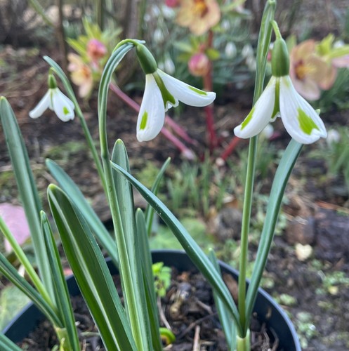 Galanthus, snowdrop The Wizard- one flowering size bulb | eBay