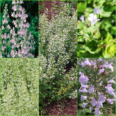 CALAMINT 150 Seeds Grow HERBS | eBay Australia