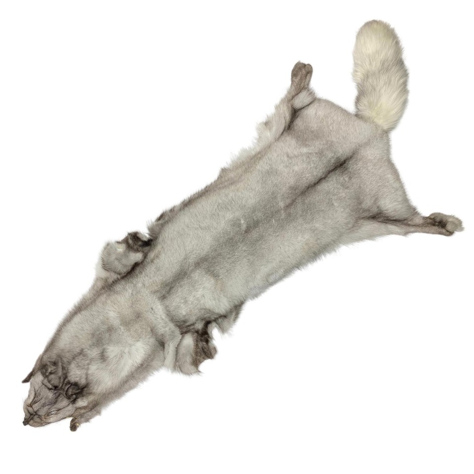 Premium Blue Fox Pelt - Beautiful Fox Fur | eBay