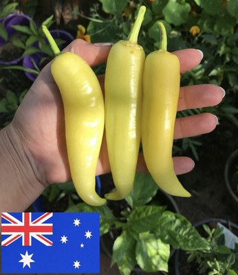 LONG SWEET YELLOW PAPRIKA CHILLI 120 Seeds | eBay Australia