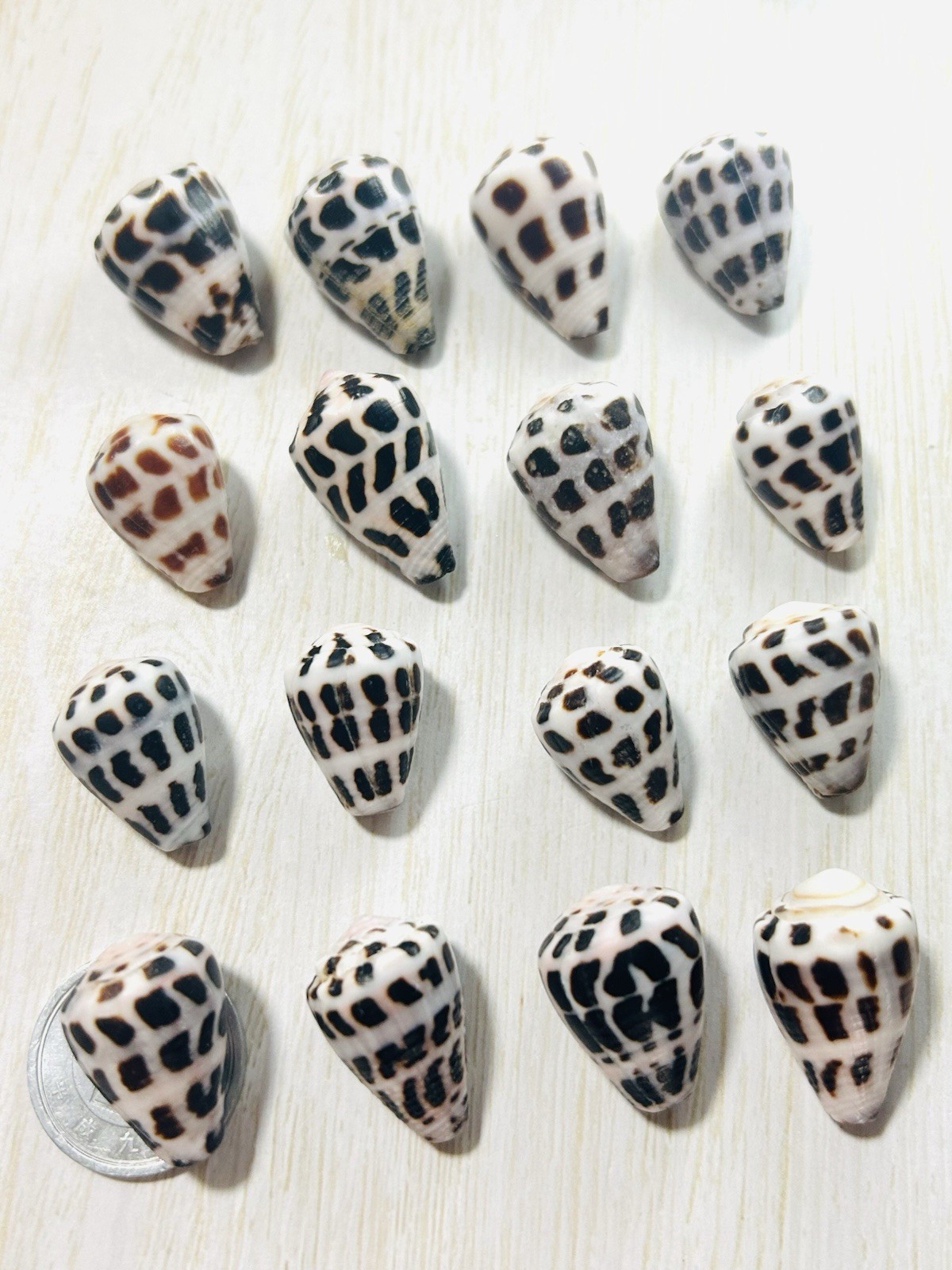 Hebrew cone shell from japan Shells of Okinawa 19mm to 22mm | eBay