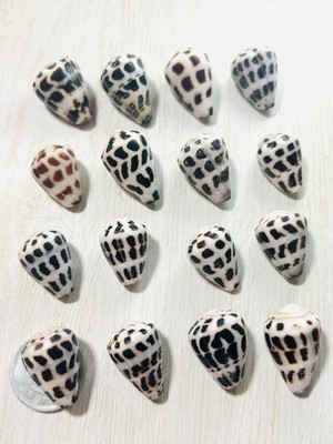 Hebrew cone shell from japan Shells of Okinawa 19mm to 22mm | eBay