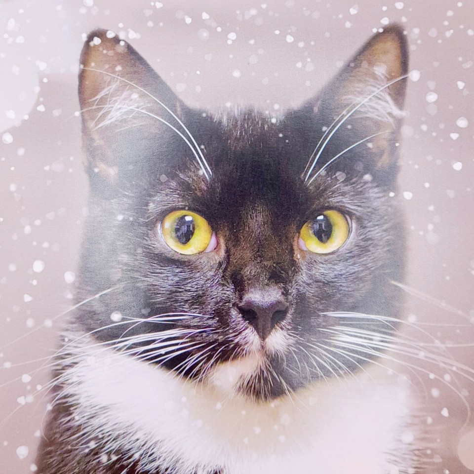 Cats Protection Christmas Cards Black & White Cat 2024 pack of 10 with ...