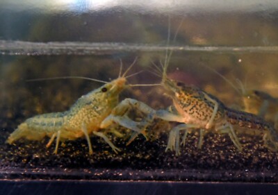 10 BABY SELF CLONING CRAYFISH, Locally Bred in NY | eBay