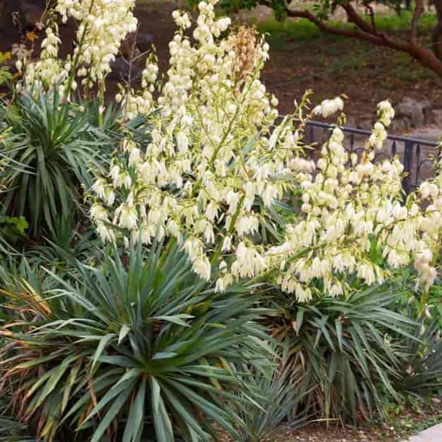 Yucca filimentosa 'Excalibur' COLD HARDY | eBay