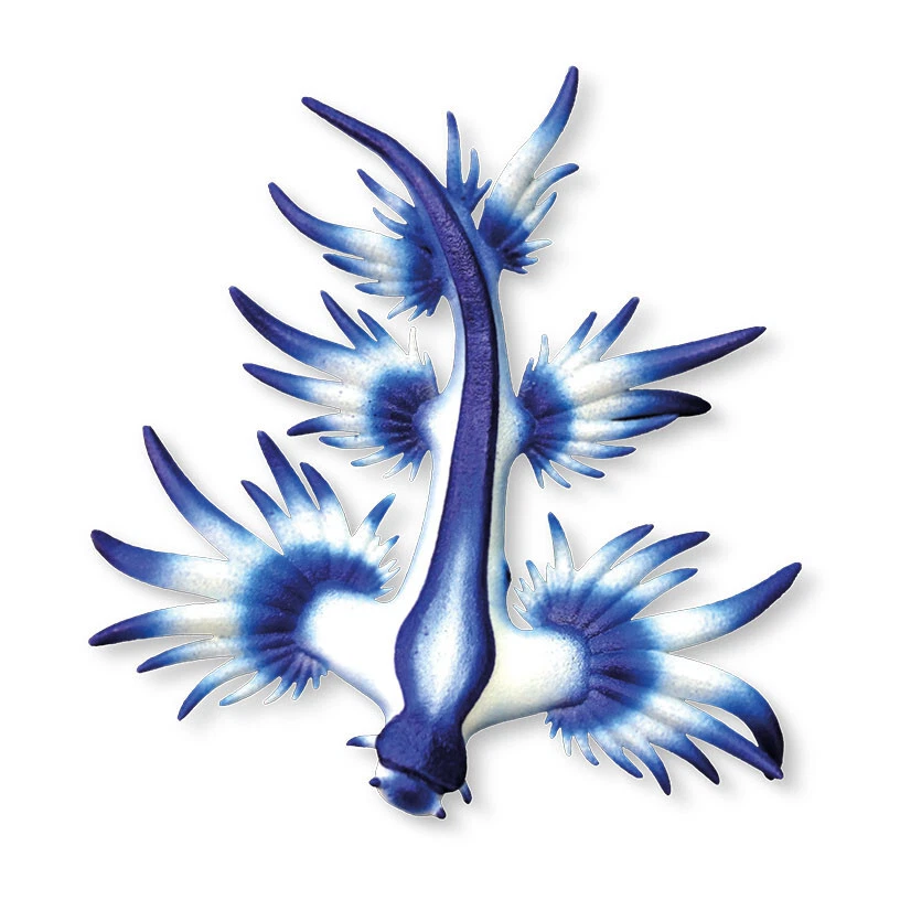 Glaucus Atlanticus Sea Slug Blue Dragon