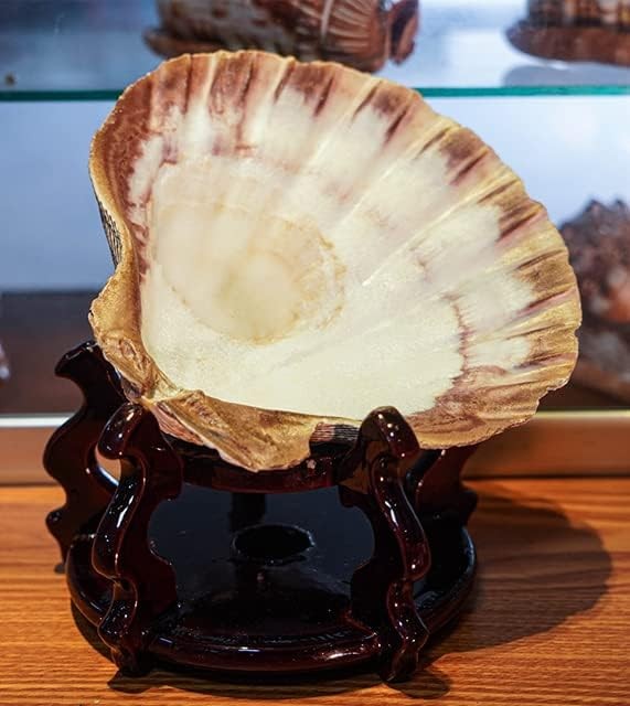 4 Pcs Polished Large Great Scallop Sea Shells 5~6 InchBrown Lion's Paw ...