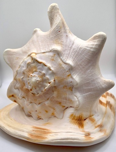 Queen Helmet Conch Shell Horned X-Large Natural Seashell 10 Inch ...