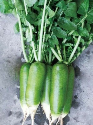 Radish Green Radish 100+ Seeds (绿萝卜)Organic Green Luobo,Japanese Luobo ...
