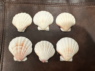 Scalloped Clam Shells, 6 Total for Crafting or Collecting. | eBay
