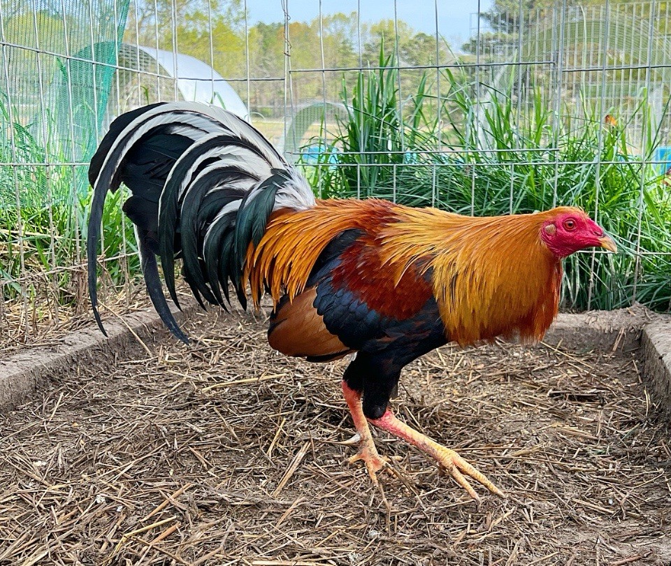 6 Pure Larry Romero Raptor Sweater Gamefowl Poultry Chicken Hatching ...