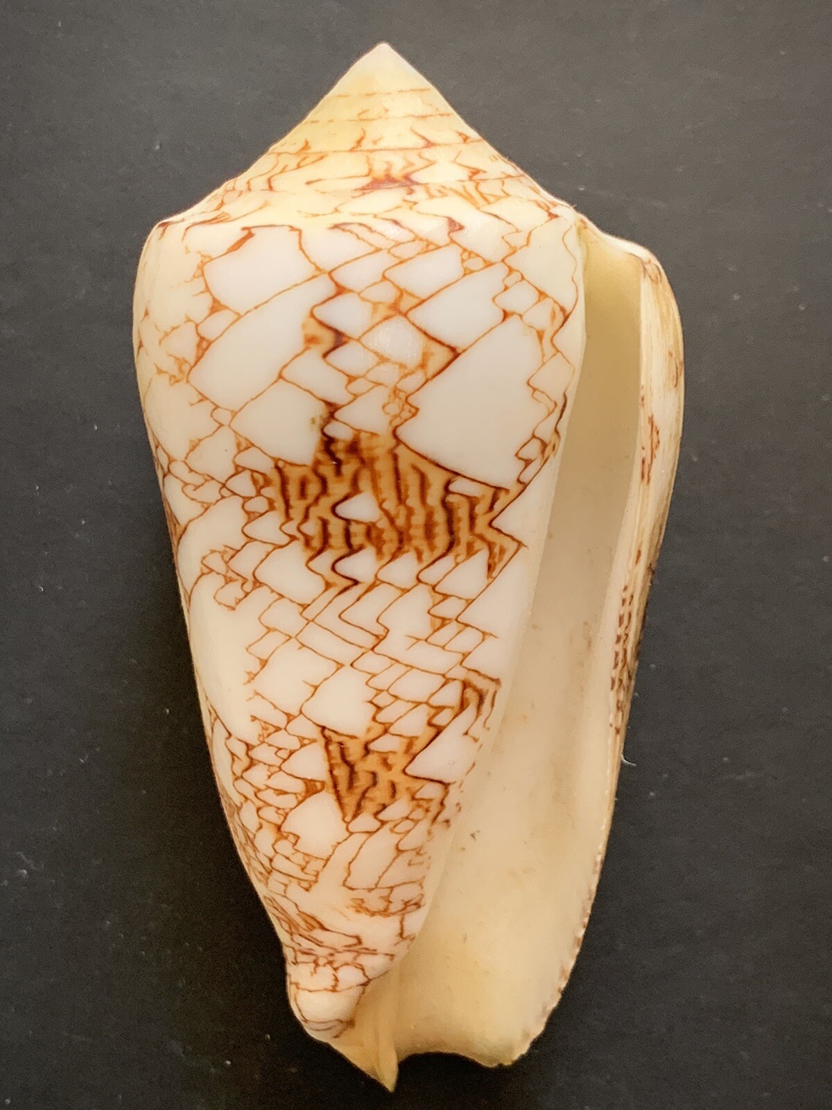 Huge Conus Textile Neovicarius 89mm From Egypt Red Sea | eBay