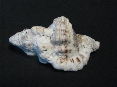 Cymatium nicobaricum Roding, 1798 "GIANT;HAWAIIAN ISLANDS" (81.0mm) | eBay