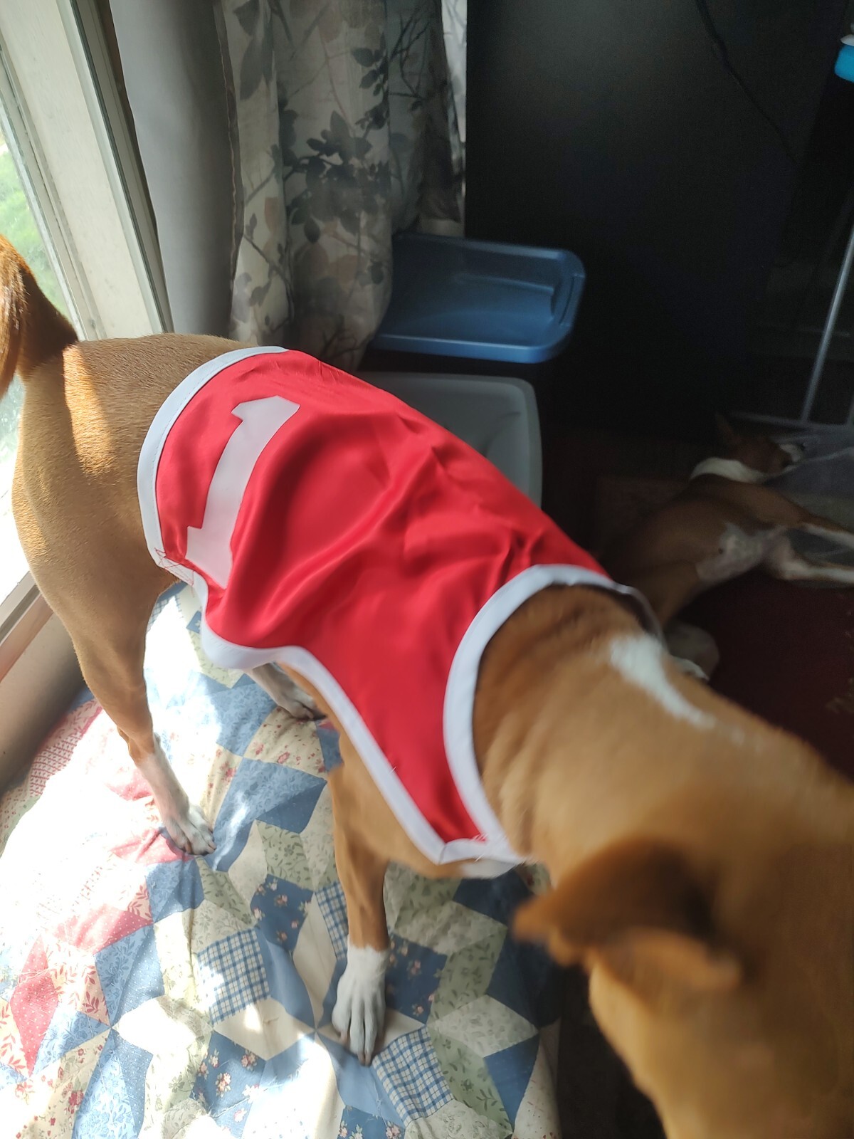 Coursing Dog / Racing Blankets Set of 4 Numbered 1 2 3 4 Basenji Size ...