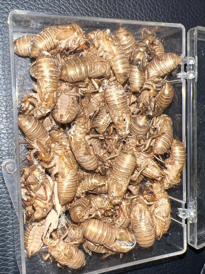 Cicada Shell Lot 50+ Brood Insect Specimen Husk Molt Collection Biology ...