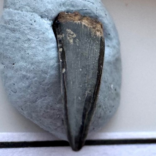 Rare Plesiosaur Tooth Fossil (Cryptoclidus eurymerus), Jurassic Era ...