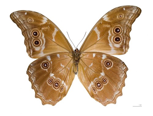 Insect Butterfly Moth Morphidae Morpho didius-A1 GORGEOUS-Lot of 3! | eBay