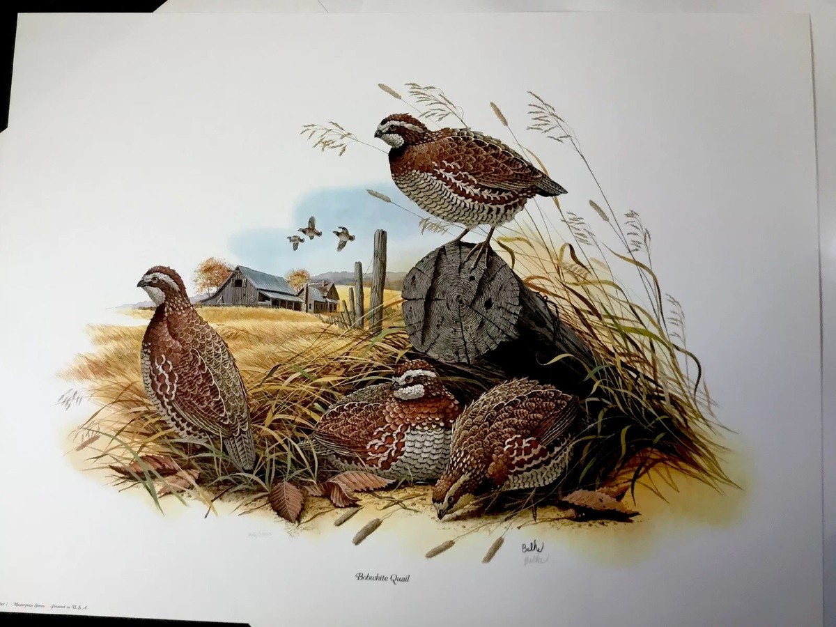 Bobwhite Quail Drawing Raising Bobwhite Quail For Commercial Use