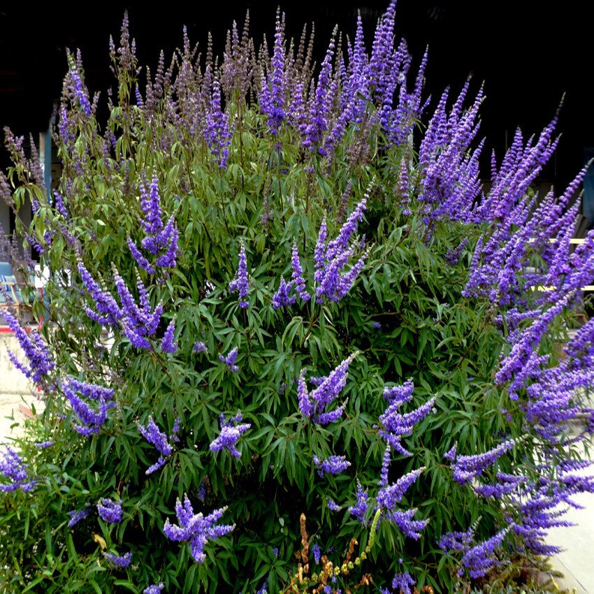 CHASTE TREE SEEDS (Vitex agnus-castus) Monks Pepper Fast Hardy Lilac ...
