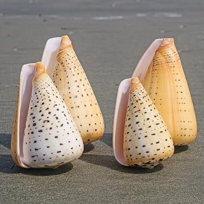 Large Conus Betulinus Conidae Seashell Rare Real Conch Beach Home Decor ...