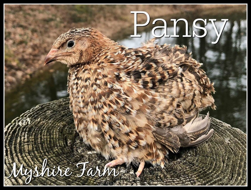50+ RARE Pansy Coturnix Quail Hatching Eggs By Myshire! This Is A MUST ...