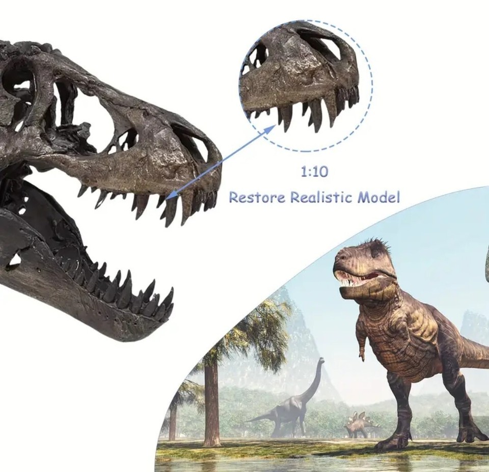 Realistic T-Rex Dinosaur Skull High Definition 1:10 Resin Replica With ...