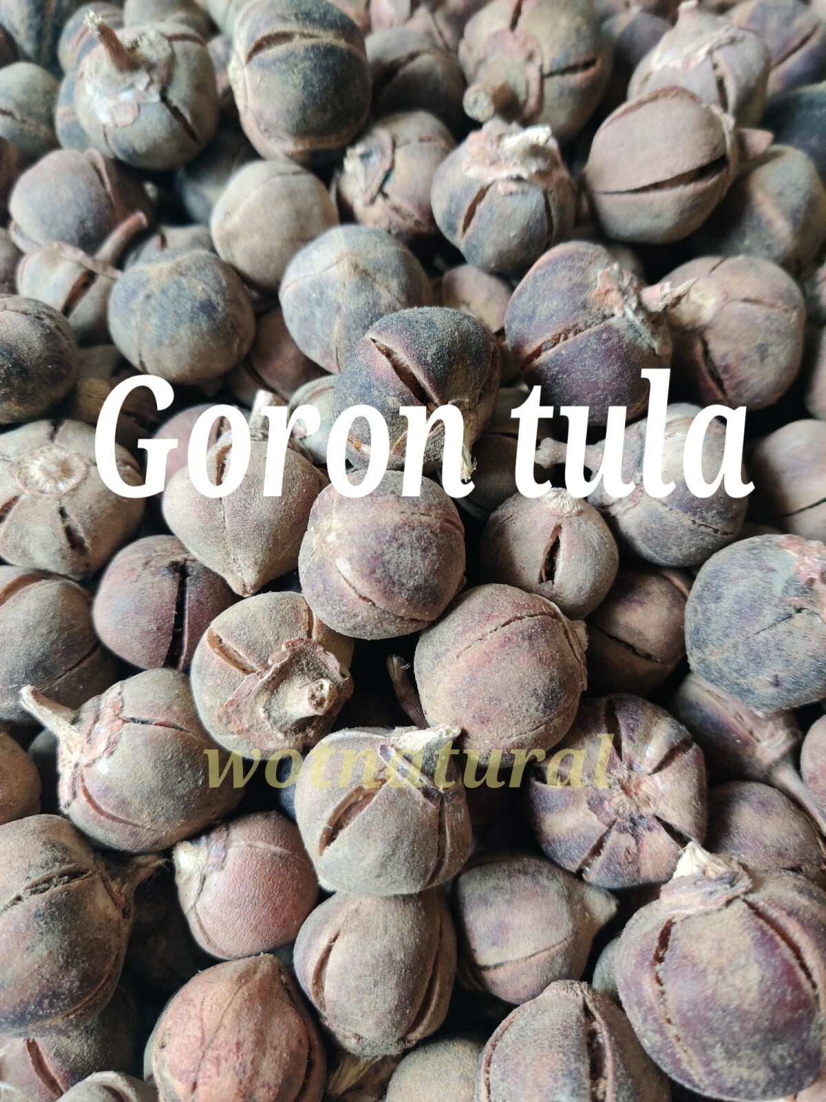 Dried GoronTula Snot Apple Azanza garckeana (20 Fruits) Various Sizes ...