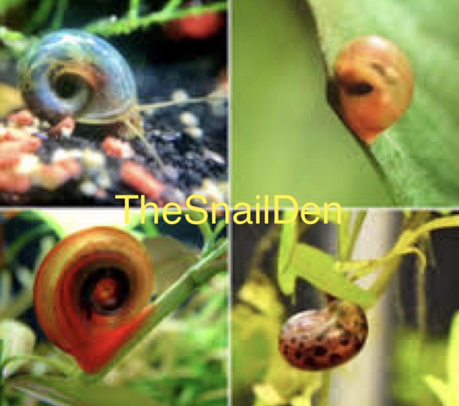 10x Mixed Ramshorn Snails Cold Water Tropical Clean Up Crew Aquarium ...