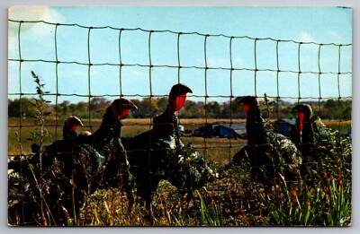 Postcard Strongbow Turkey Farm & Inn Valparaiso Indiana H 12 | eBay