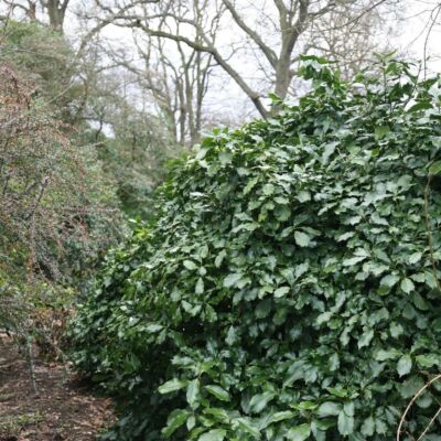 Aucuba Japonica Rozannie Japanese Laurel Female Flowering Plant 10L Pot ...