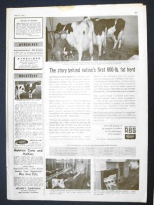 Oriininal 1966 ABS Breeder Ad features George & Eleanor Timmerman ...