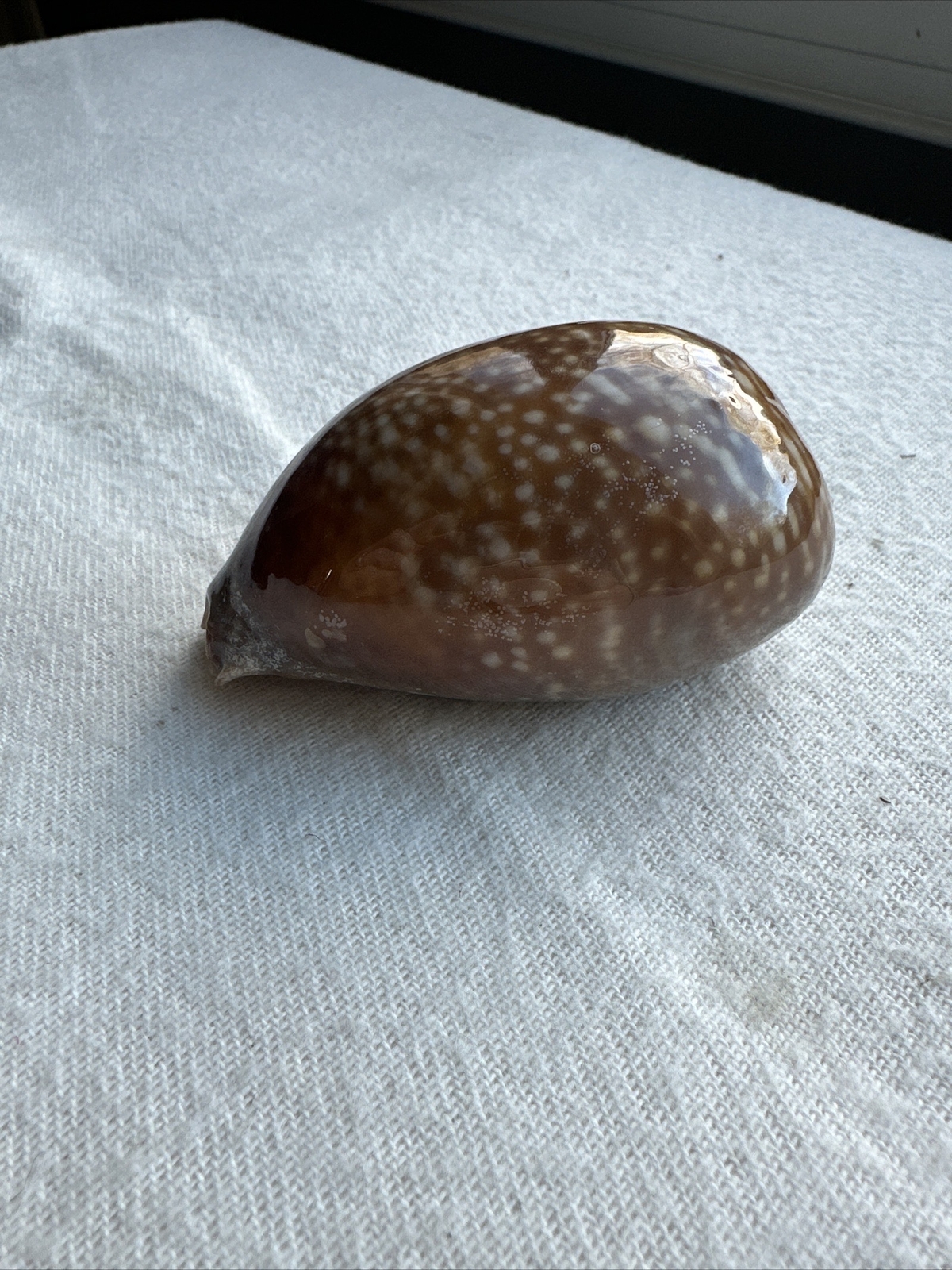 Large Cypraea Macrocypraea Cervus Cowry Shell | eBay