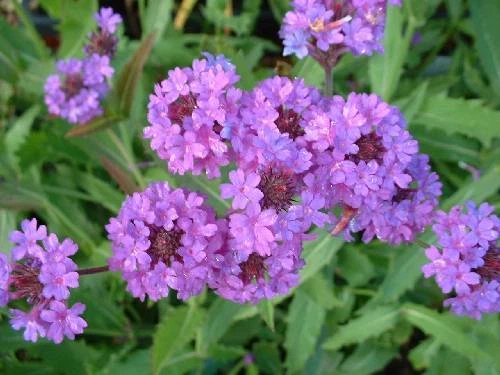 Verbena Little One