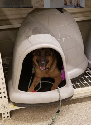 Igloo Insulated Dog