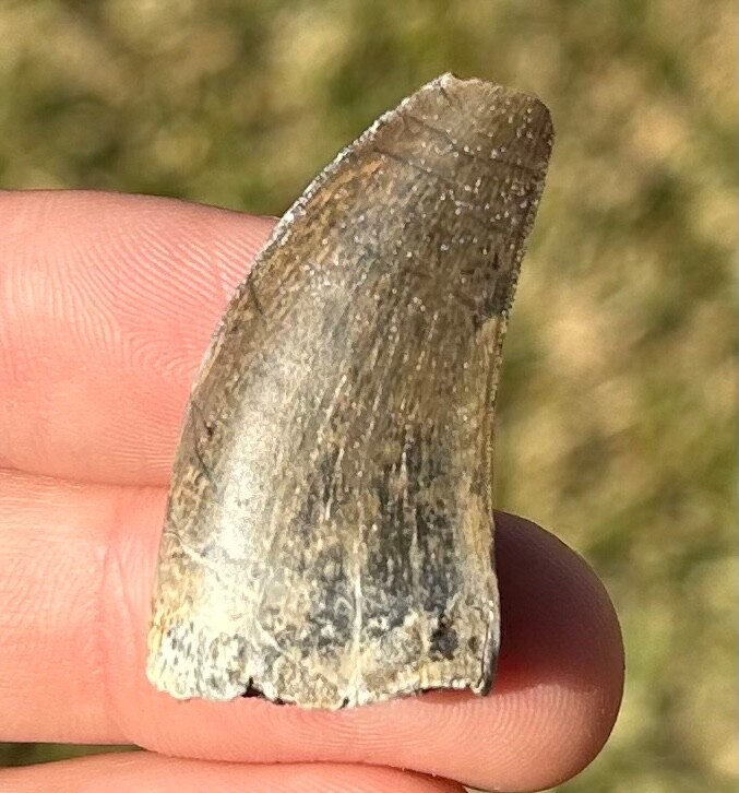 NICE Fossil Dinosaur Tooth from Niger Eocarcharia dinops Theropod Rare ...