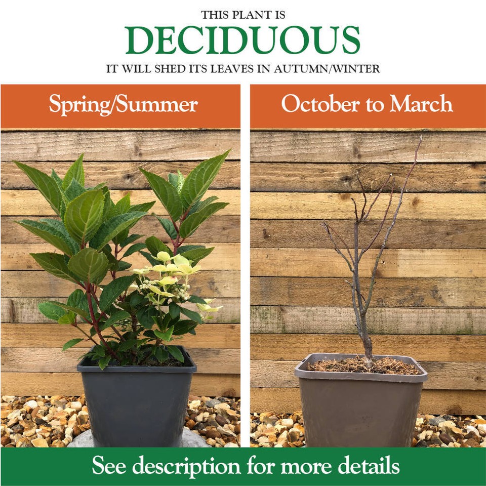 Patio Rose 'Tom Tom' bare root plant. A beautiful, fragrant polyantha ...