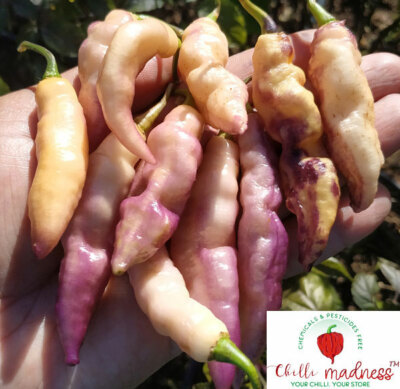 Chilli Pink Tiger Amazing Looking Pepper Sustainably Grown in Australia ...