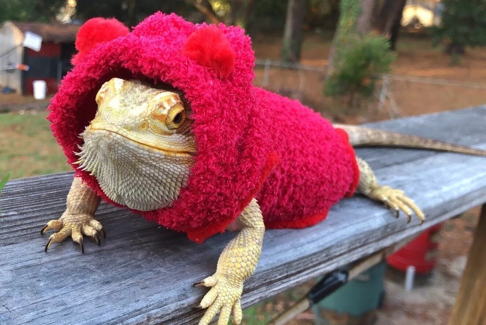 RED SOFT FUR SNUGGY #6 XLRG SLEEVELESS BODY SHIRT HOODY 4 UNISEX ...