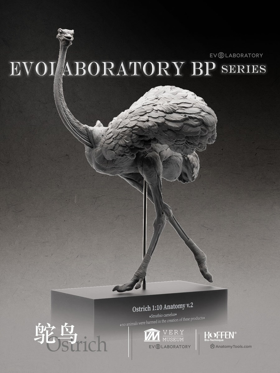 Ostrich Anatomy Body Worlds: The Anatomy Of Animals By Gunther Von