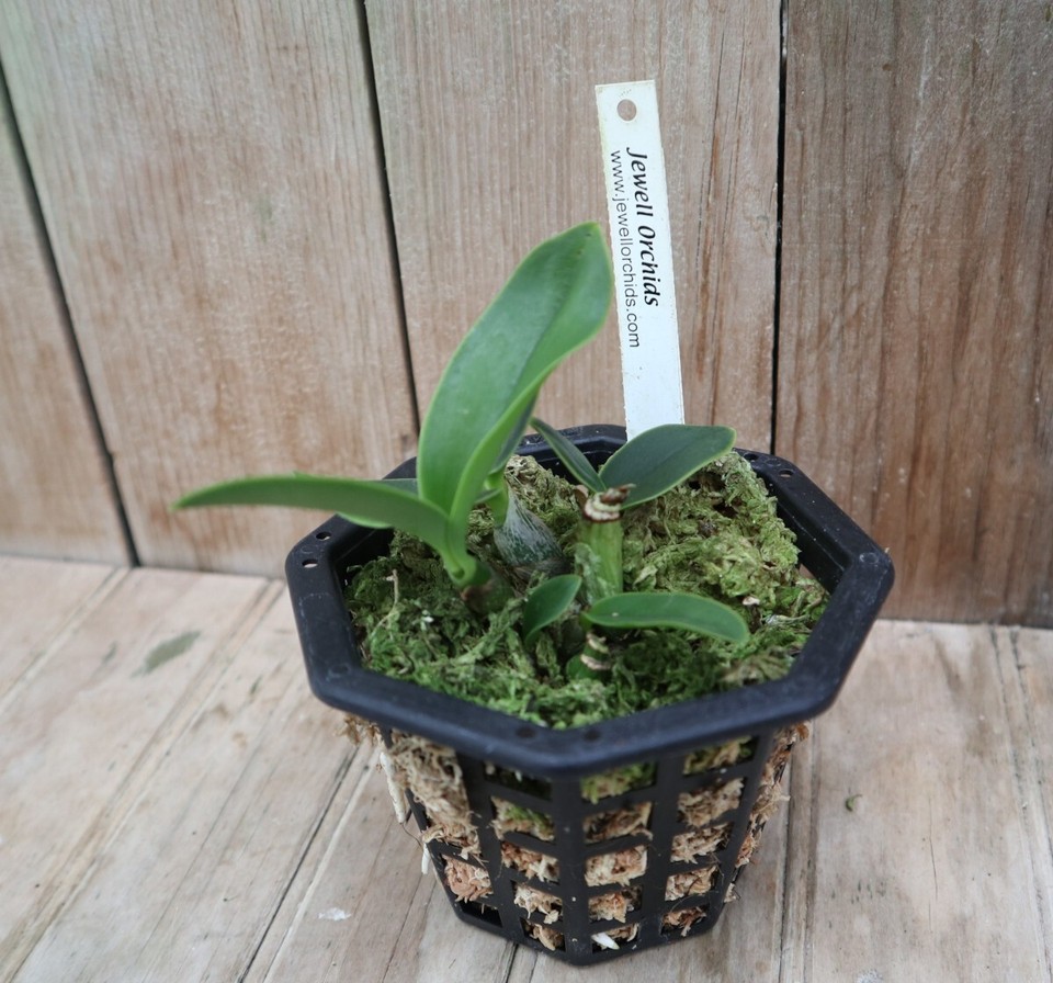 BLUE Cattleya Brazilian Jewel Primary hybrid Coerulea Orchid Plant | eBay