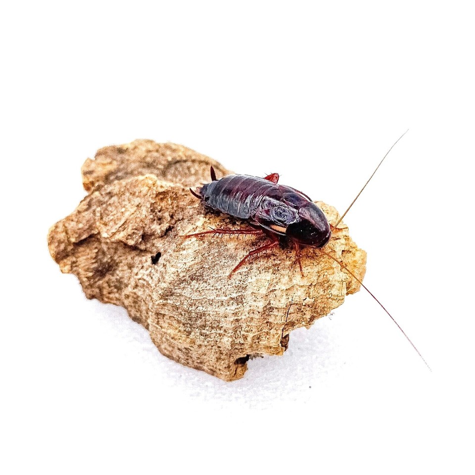 Red Runner Roach (Blatta Lateralis) | Live Feeder Insect Turkestan ...