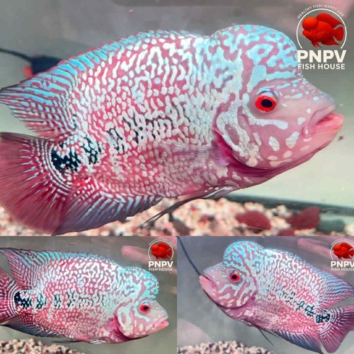 Premium Flowerhorn - King Kamfa F2 - 6 inches - Overnight USA Shipping ...