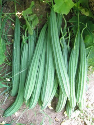 Angled luffa Seeds Ridge Gourd Jhinga Ribbed Luffa (菱角丝瓜）Seeds 6 ...