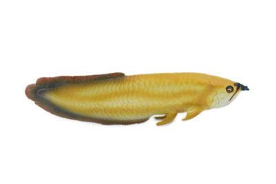 Golden Dragon Fish, Asian Arowana Realistic Toy Figure Model 7 ...