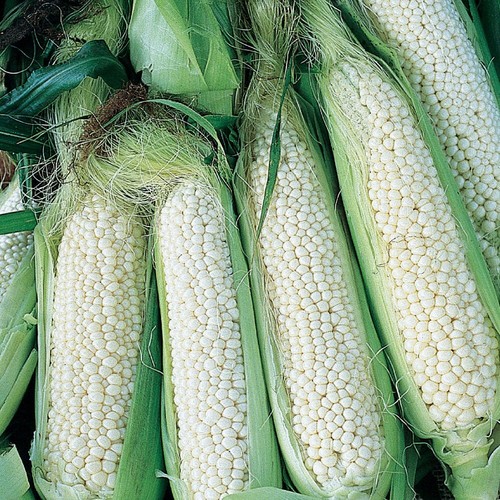 Country Gentleman Sweet Corn Seeds, White Shoepeg Corn, Heirloom, FREE ...