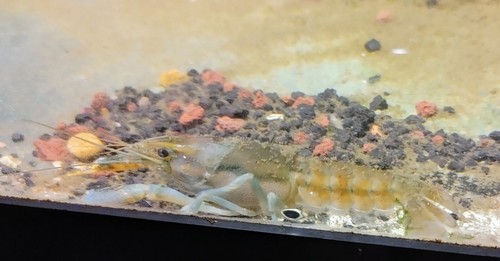 3 fry born oct 8th EXPERIMENTAL HYBRID self cloning brazos dwarf ...