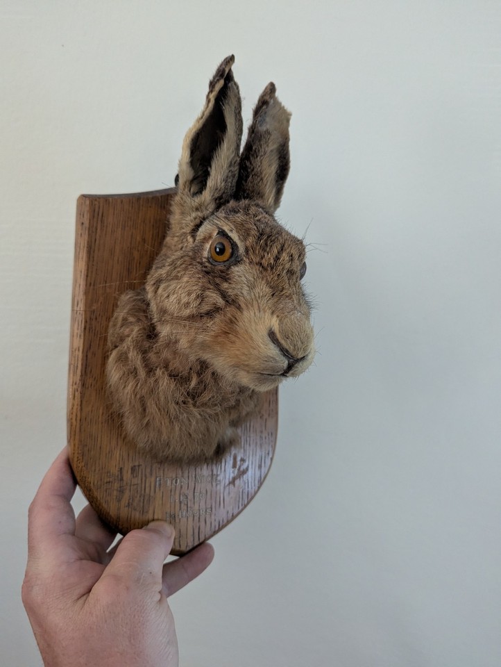 Taxidermy Hare Head Mole Rabbit Fox | eBay UK