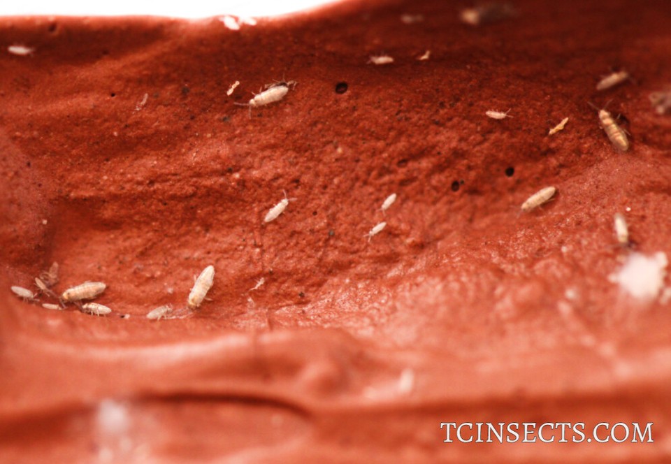 Live Springtail Culture White Tropical Temperate Silver Springtails ...