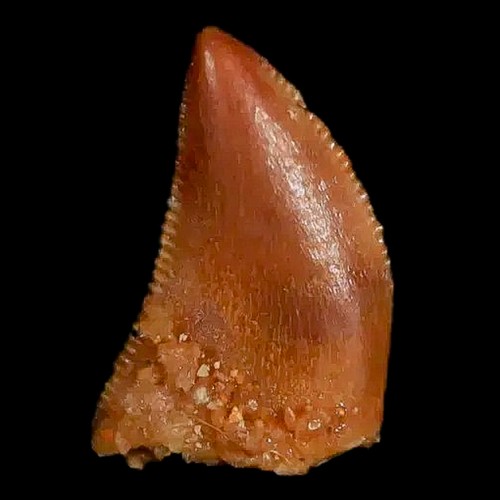 0.3 Abelisaur Serrated Tooth Fossil Cretaceous Age Dinosaur Morocco COA ...